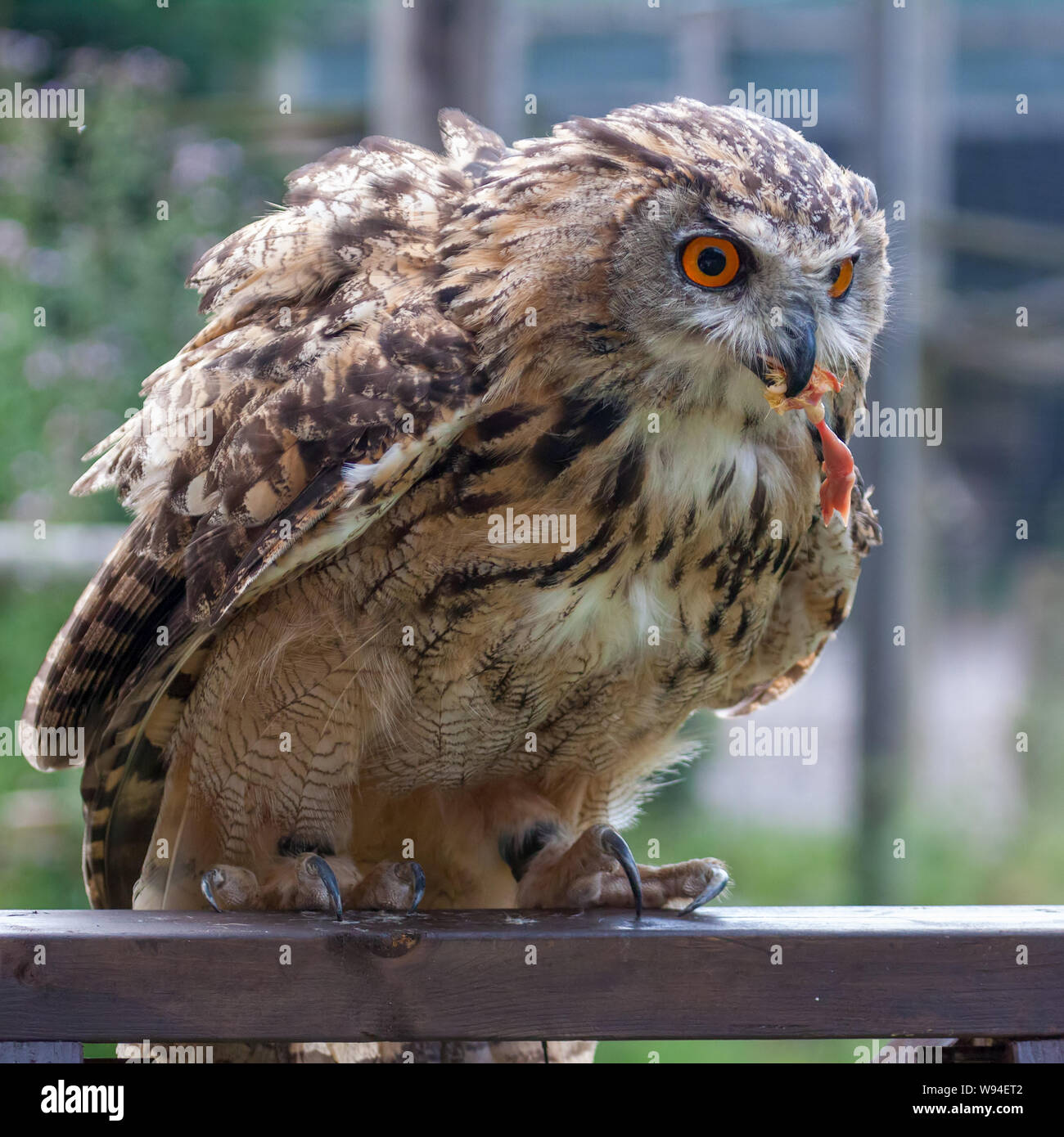 Eurasian Eagle-Owl (Bubo bubo) being rewarded with a chick's leg Stock ...