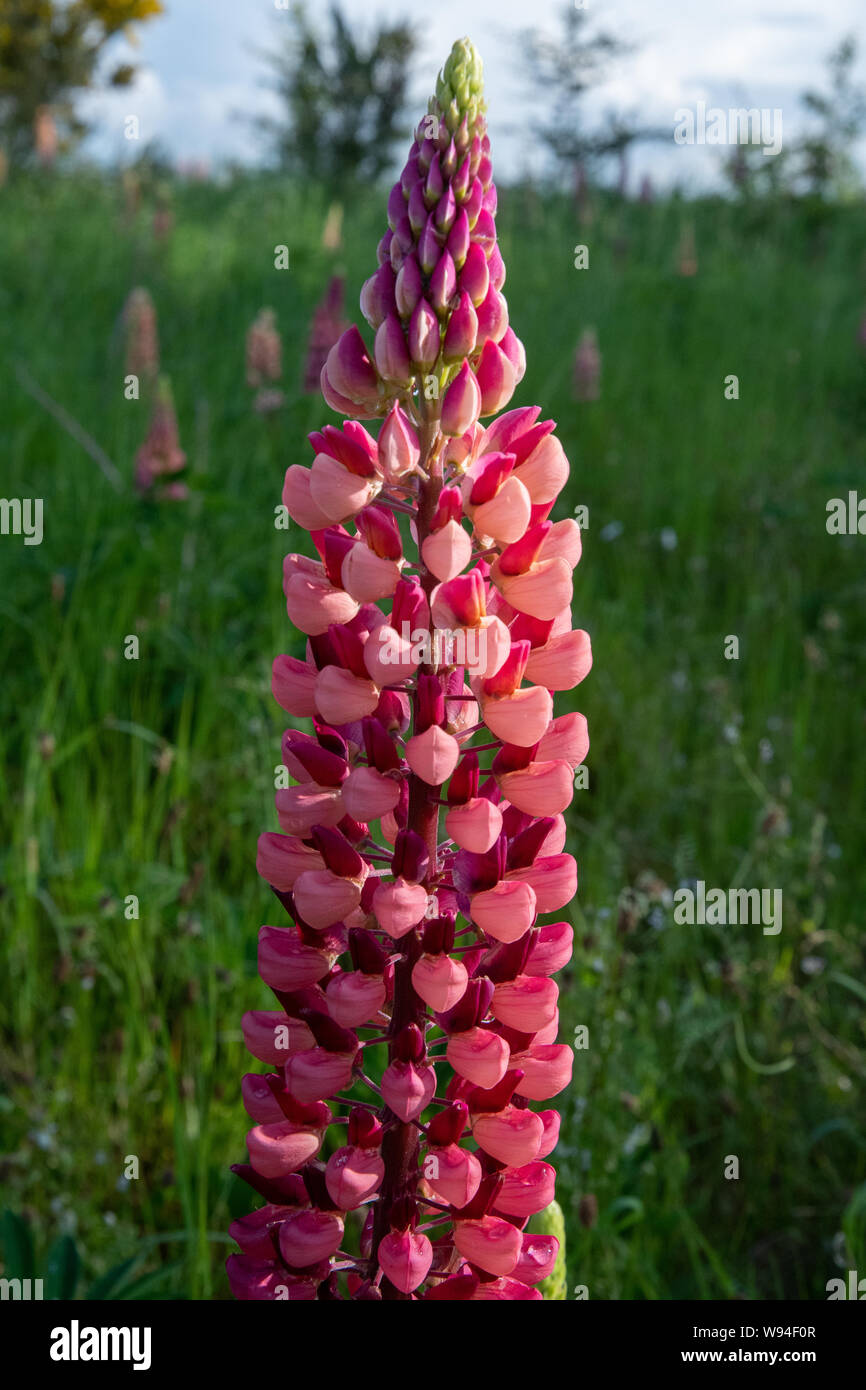 Lupin lupinus sp hi-res stock photography and images - Alamy