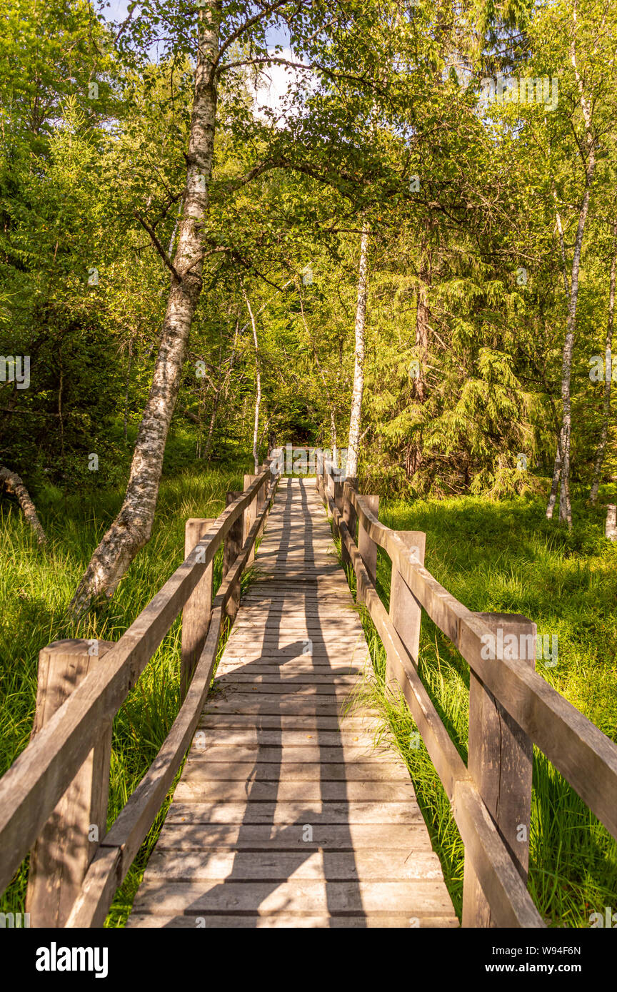 wooden footbridge through the swamp with bubbling lakes Stock Photo - Alamy