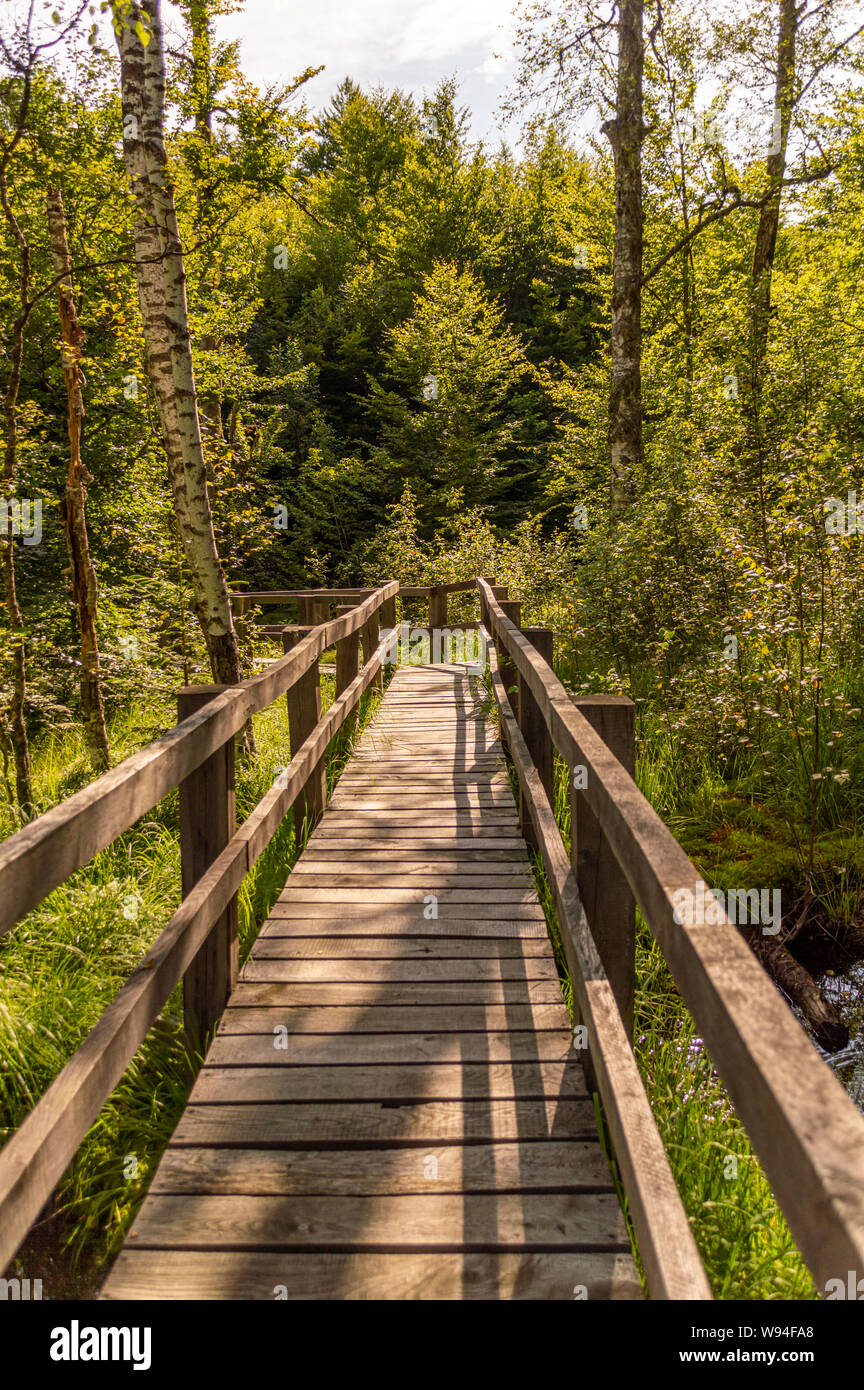 wooden footbridge through the swamp with bubbling lakes Stock Photo - Alamy