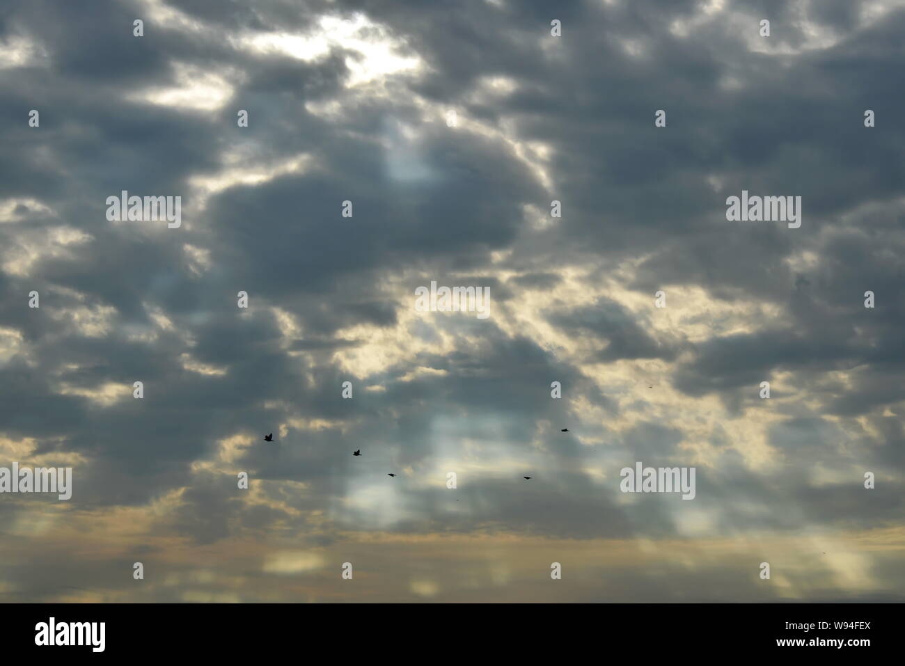 bird flying for living in morning on sunrise background Stock Photo - Alamy