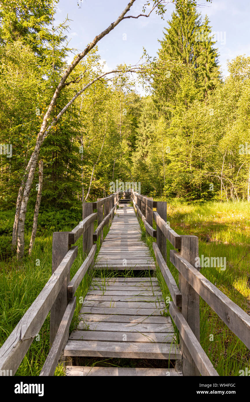 wooden footbridge through the swamp with bubbling lakes Stock Photo - Alamy