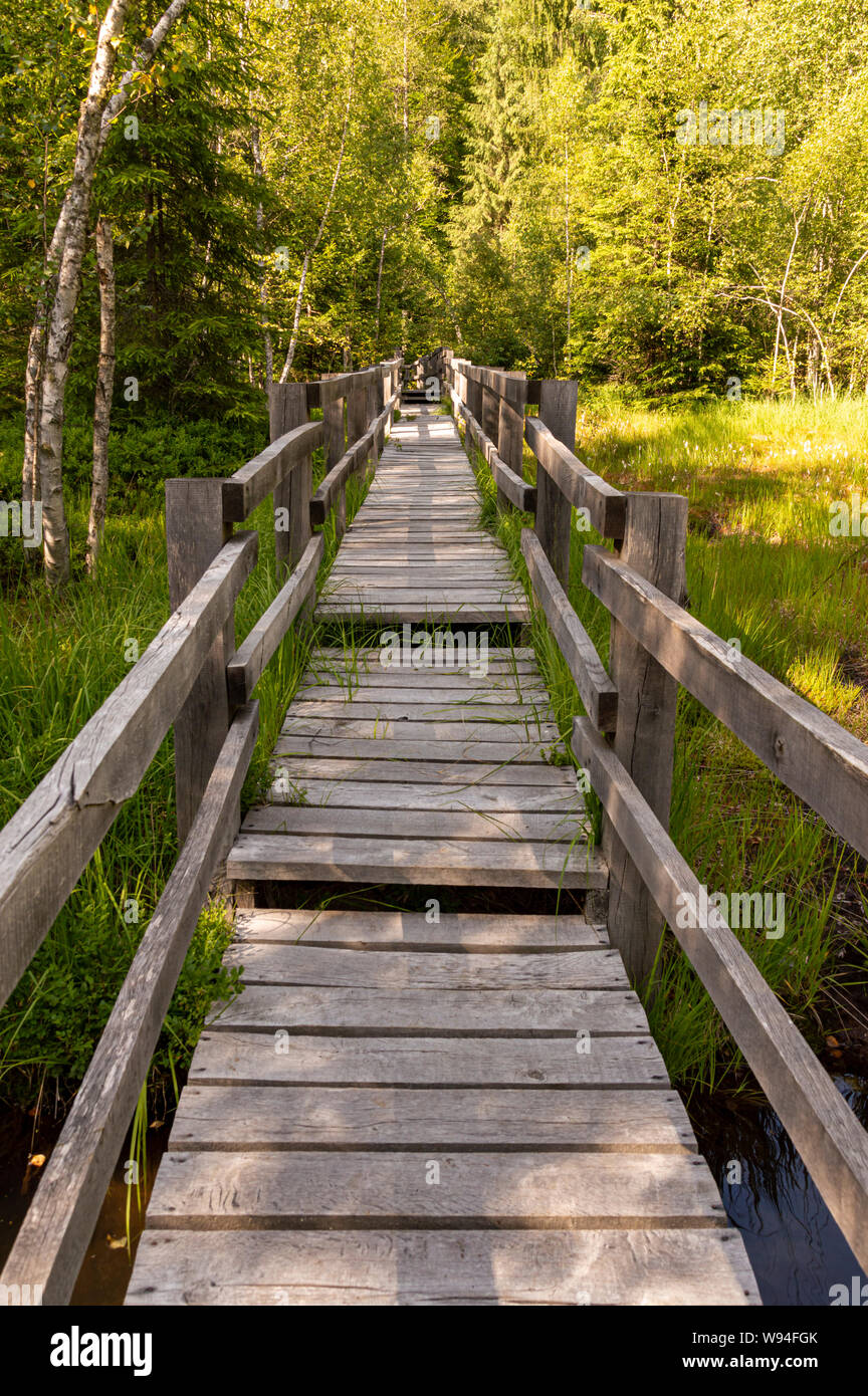wooden footbridge through the swamp with bubbling lakes Stock Photo - Alamy