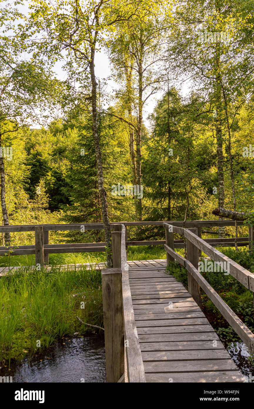 wooden footbridge through the swamp with bubbling lakes Stock Photo - Alamy