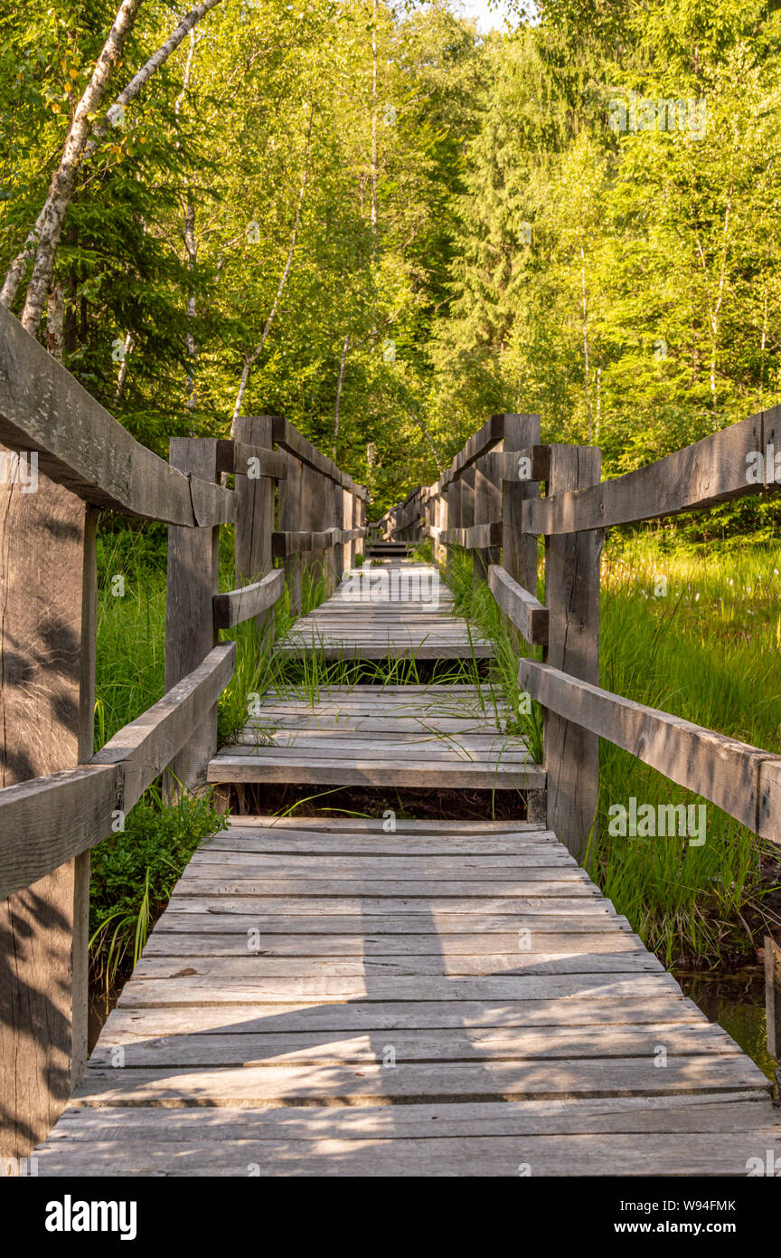 wooden footbridge through the swamp with bubbling lakes Stock Photo - Alamy