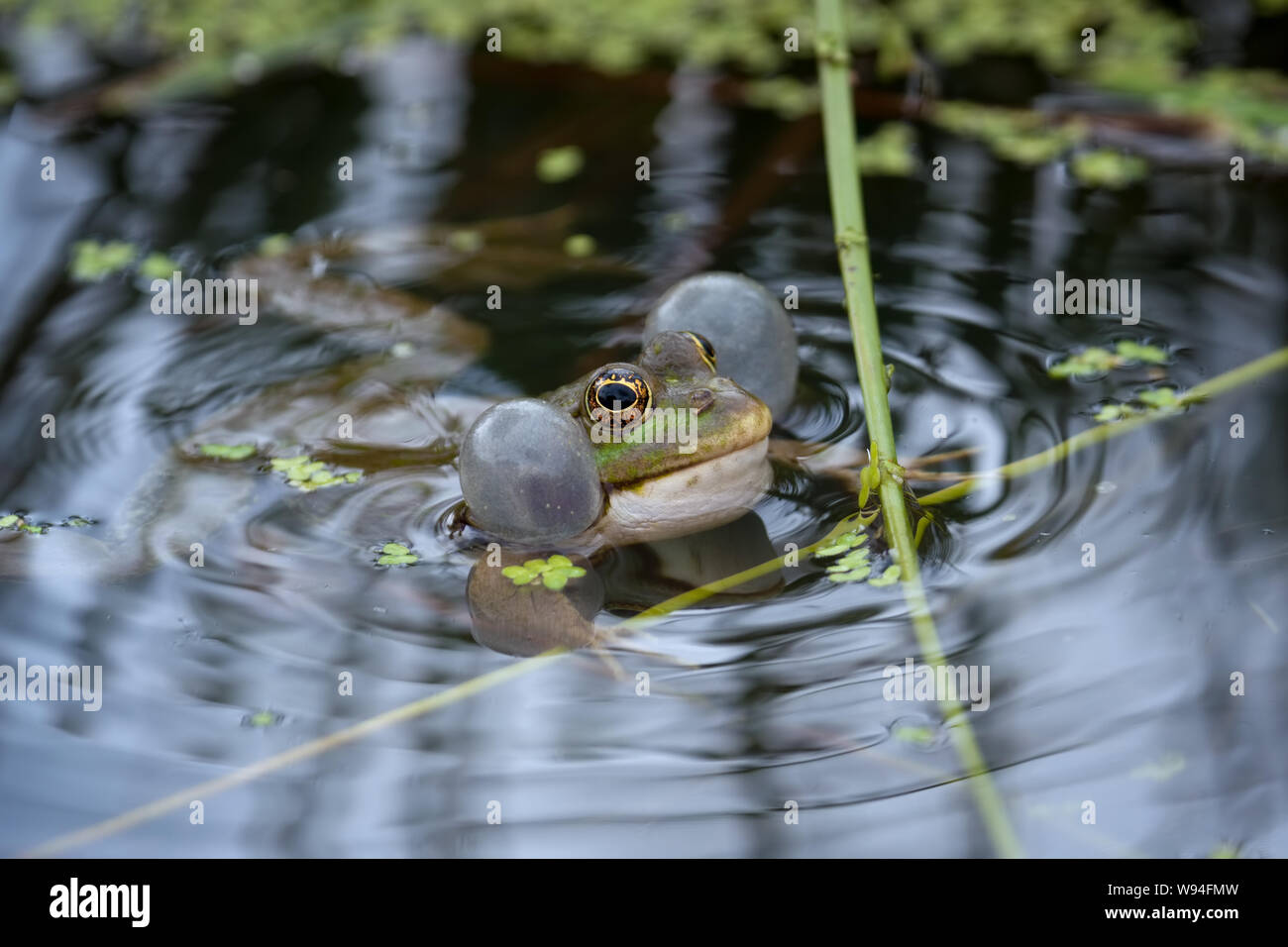 Marsh Frog resting in a pond Stock Photo - Alamy