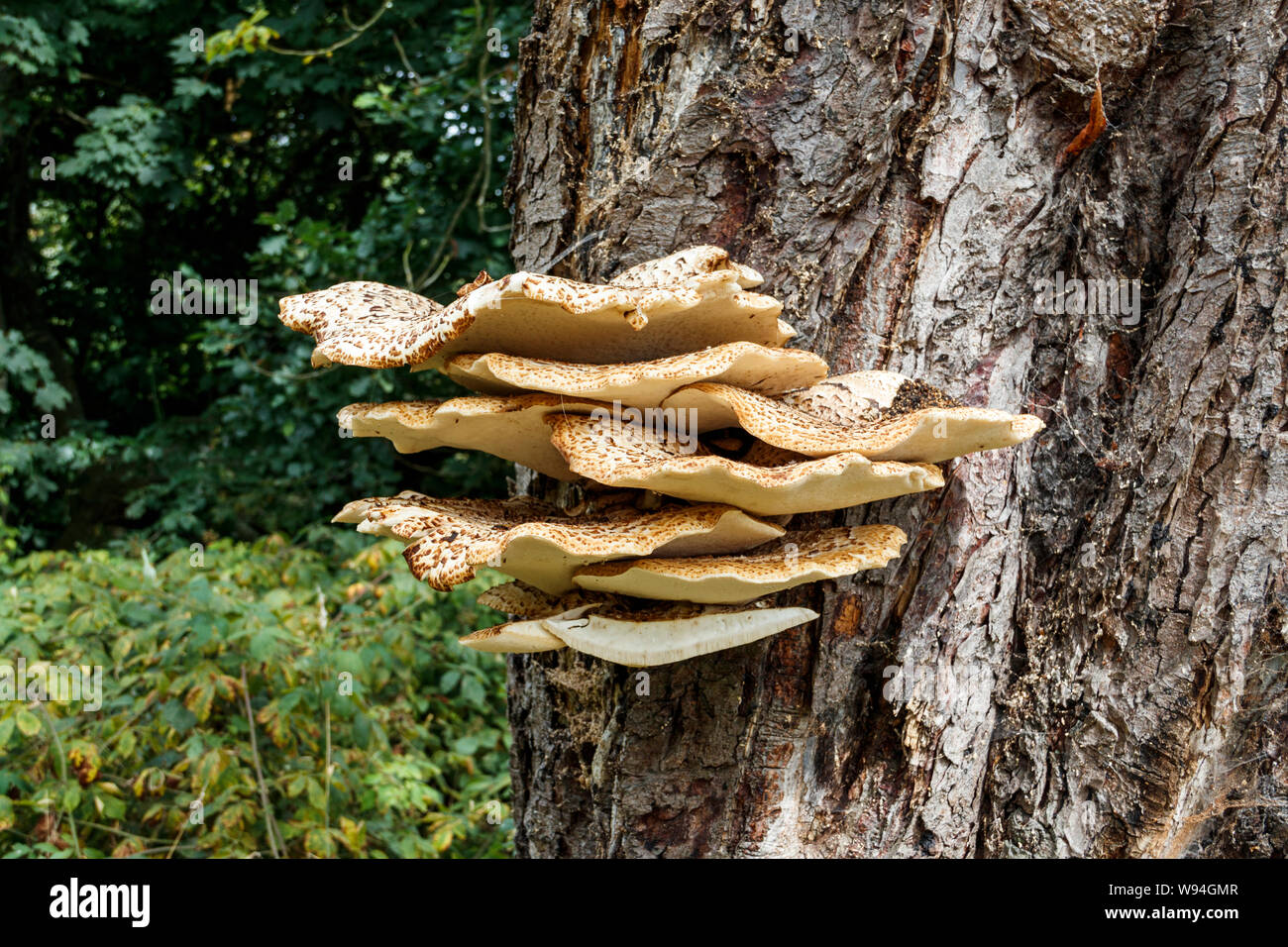 Bracket fungi on an oak tree hi-res stock photography and images - Alamy