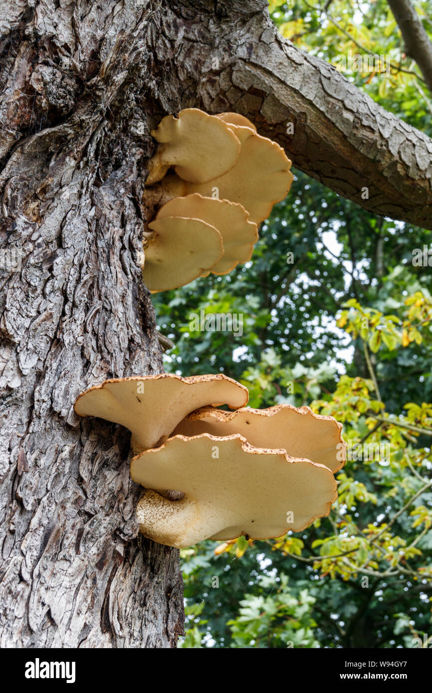 Bracket fungus on an oak tree Stock Photo - Alamy