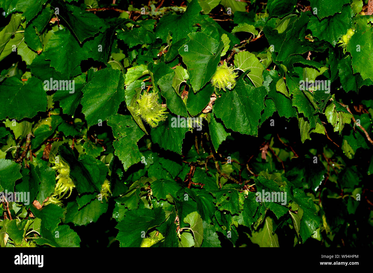close-up of foliage and fruits of a turkish hazel tree on rainy summer ...