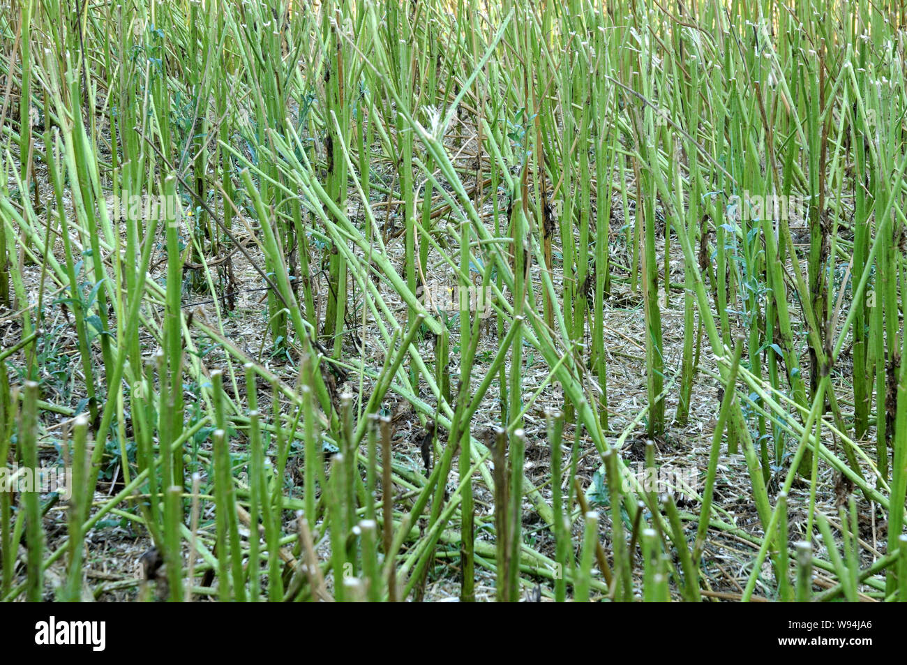 cut stems of oilseed rape plants after harvest in summer Stock Photo ...