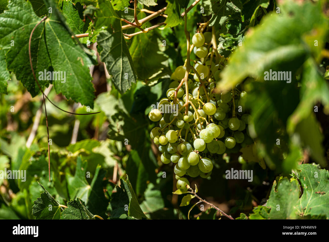 Grapes vegetable farming hi-res stock photography and images - Alamy