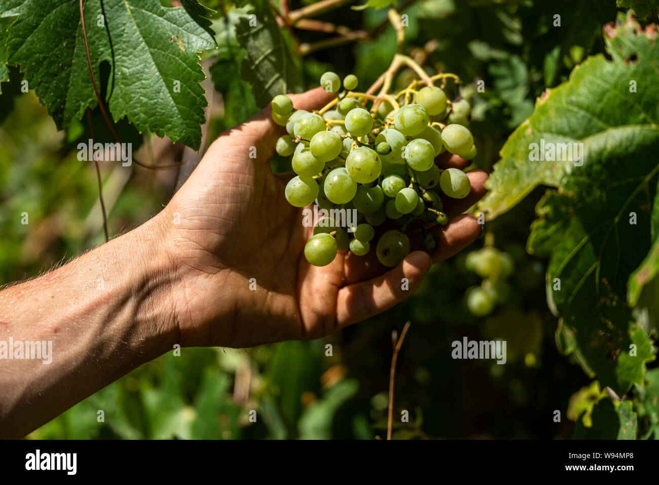 A hand picking a bunch of organic green grapes growing on a vine Stock ...