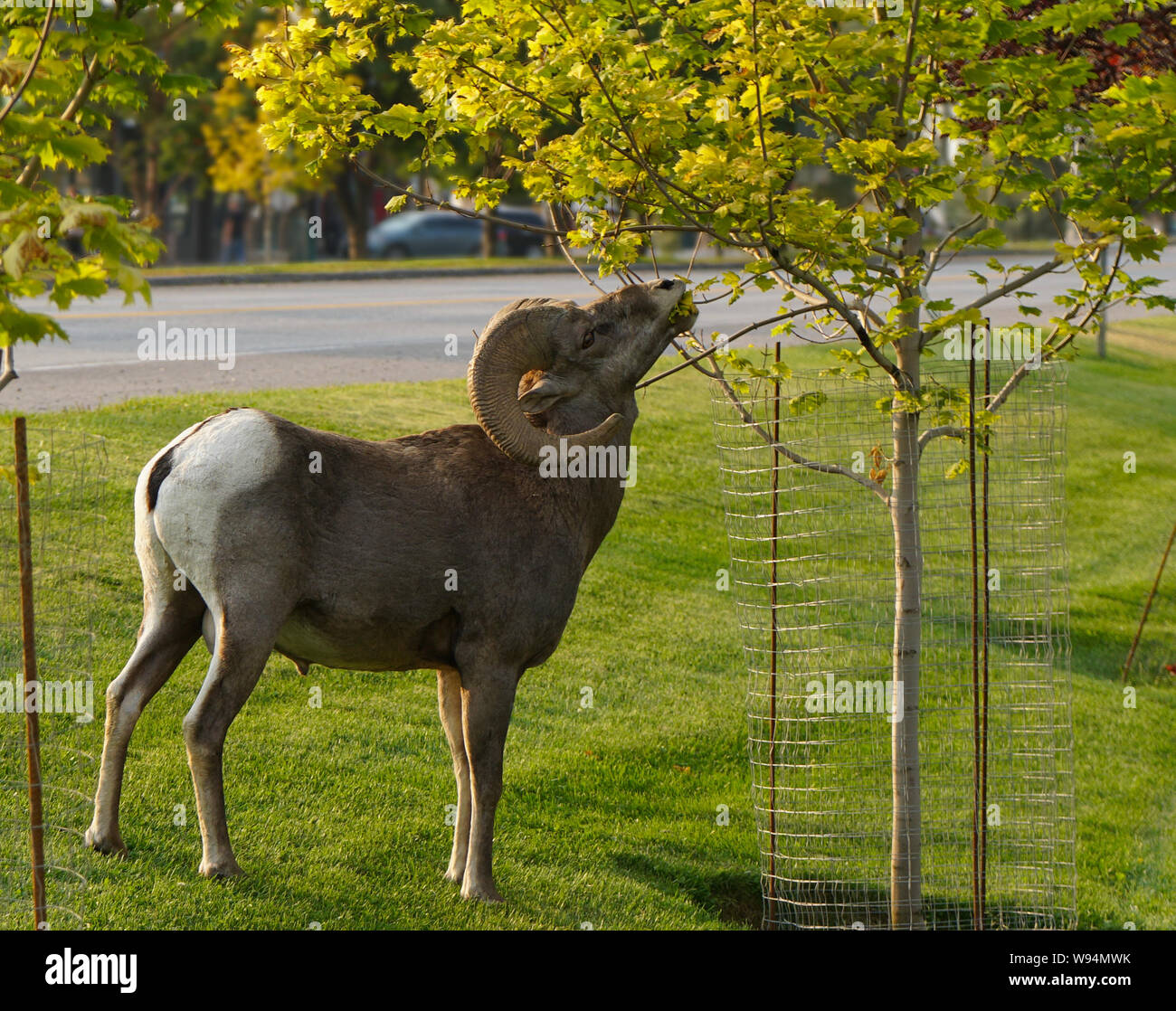 Ram eating a tree hi-res stock photography and images - Alamy