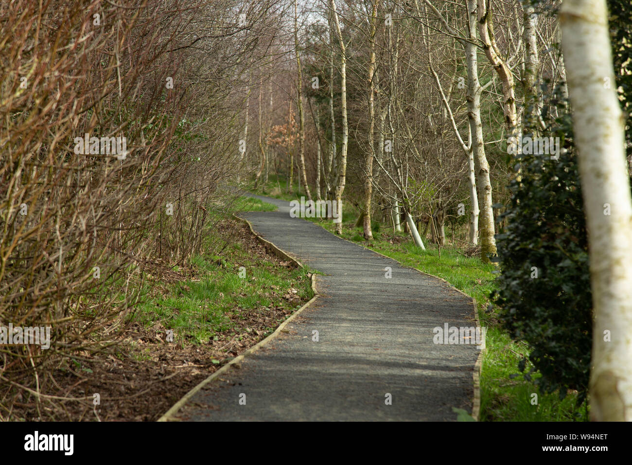 Spring season in Scotland, Lauder. Walkaway into silver tree forest ...