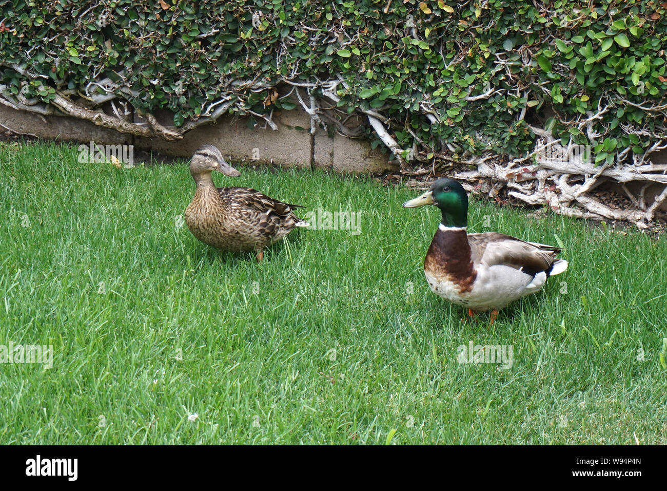 Wild Ducks in my backyard Stock Photo - Alamy