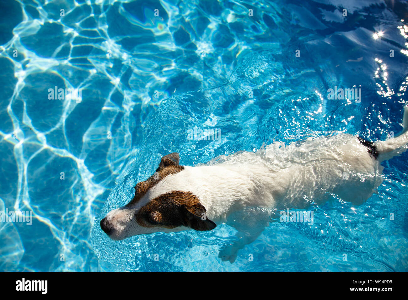 Small dog photographed from above as she swims in clear blue water ...