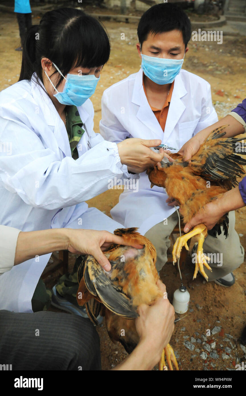 Vaccinate chickens hi-res stock photography and images - Alamy