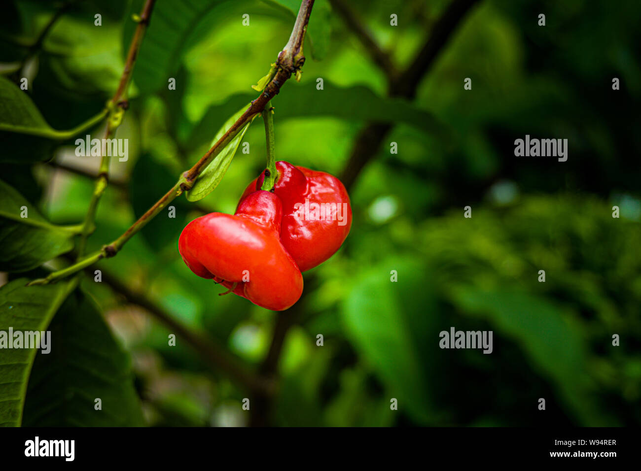 Red jamrul hi-res stock photography and images - Alamy