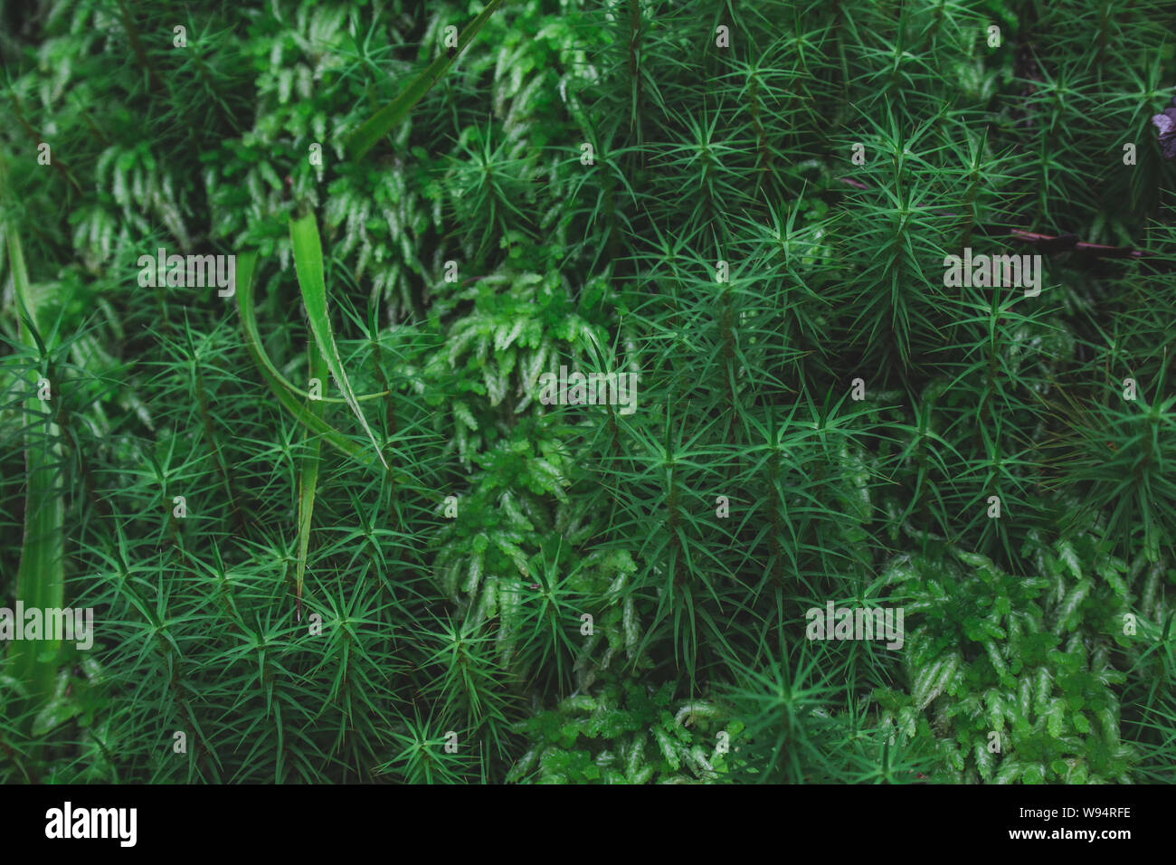 Plants With Spiky Leaves High Resolution Stock Photography and Images ...