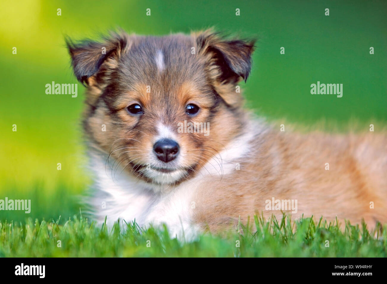 Sheepdogs hi-res stock photography and images - Alamy