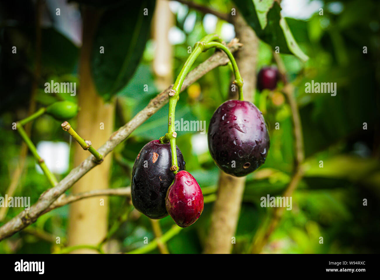 Java plum hi-res stock photography and images - Alamy
