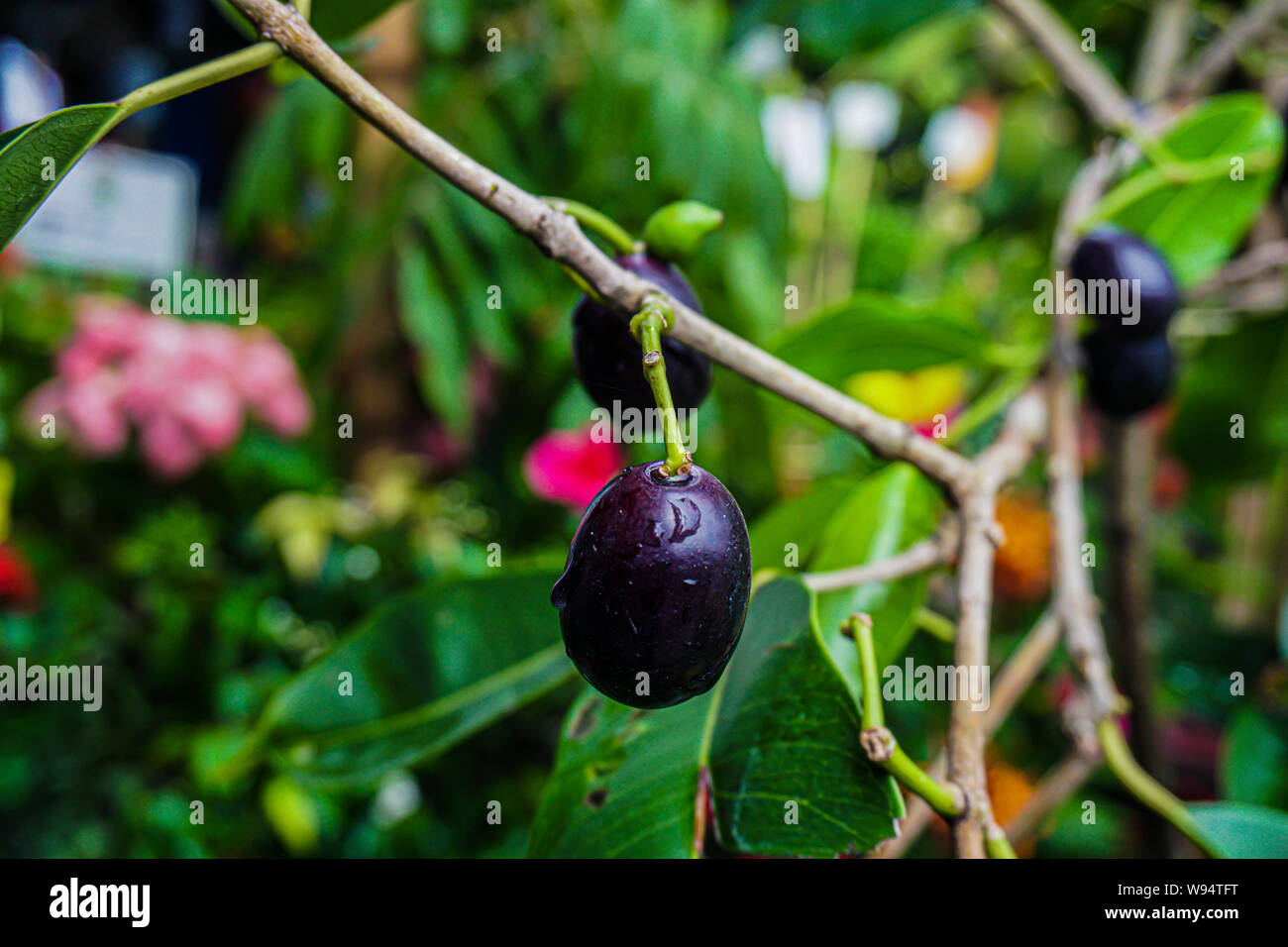Jamun tree hi-res stock photography and images - Alamy