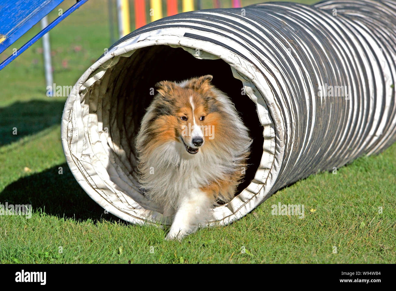 Shetland Sheepdog running through tunnel on Agility Course Stock Photo ...
