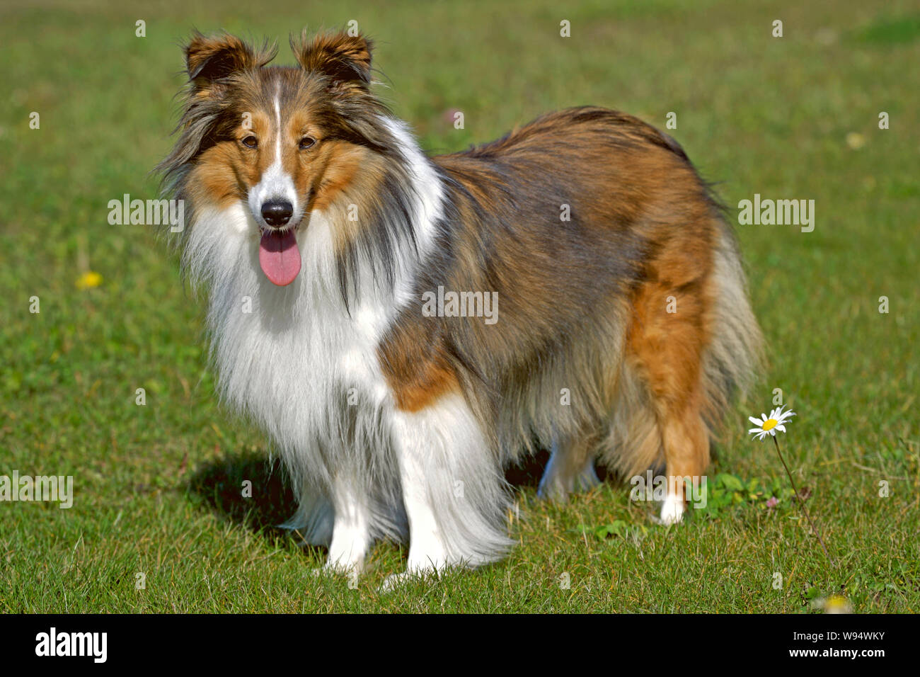 Sheepdog standing hi-res stock photography and images - Alamy
