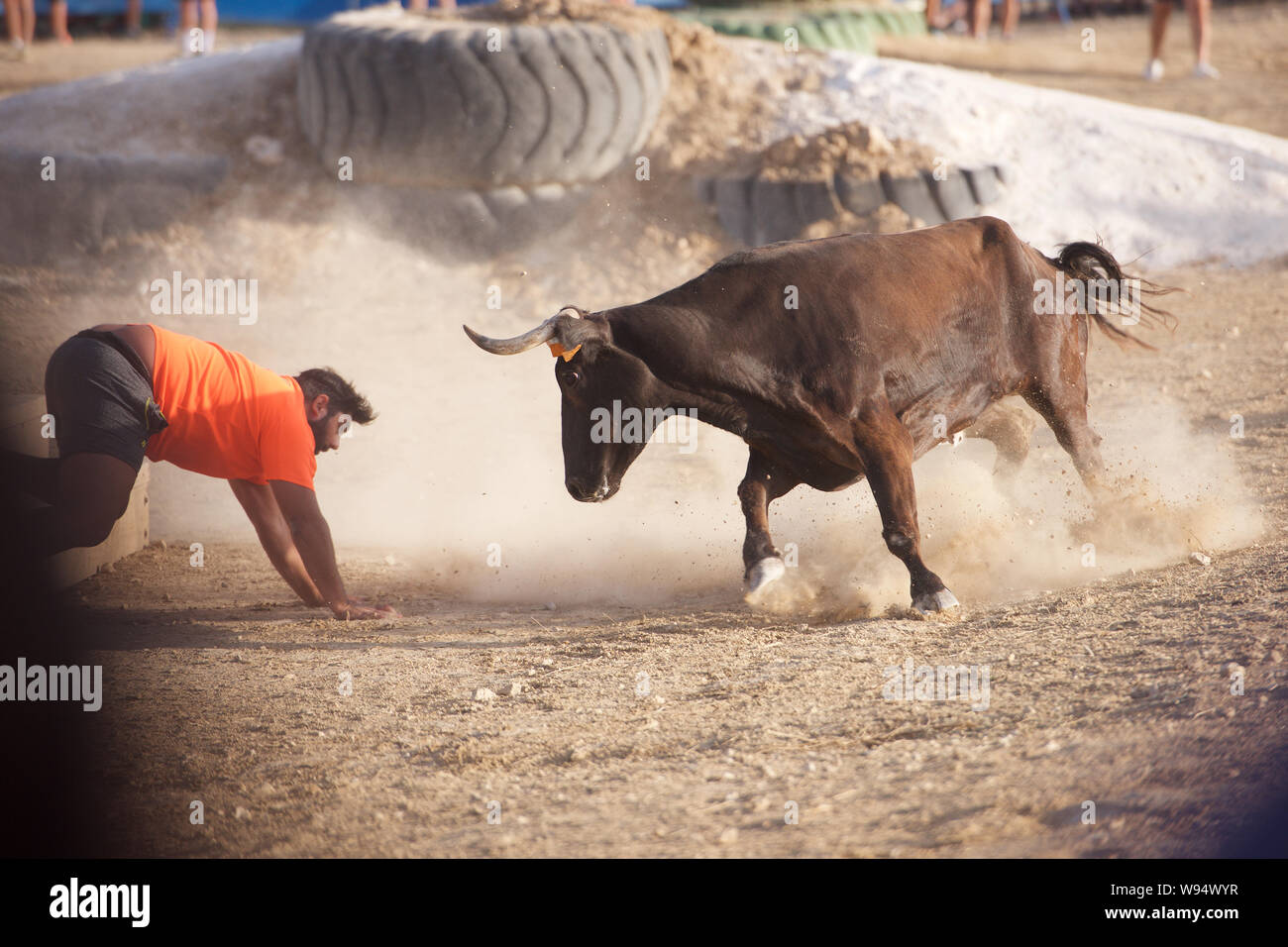 Bull attacking a man inside a bull-running arena Stock Photo - Alamy