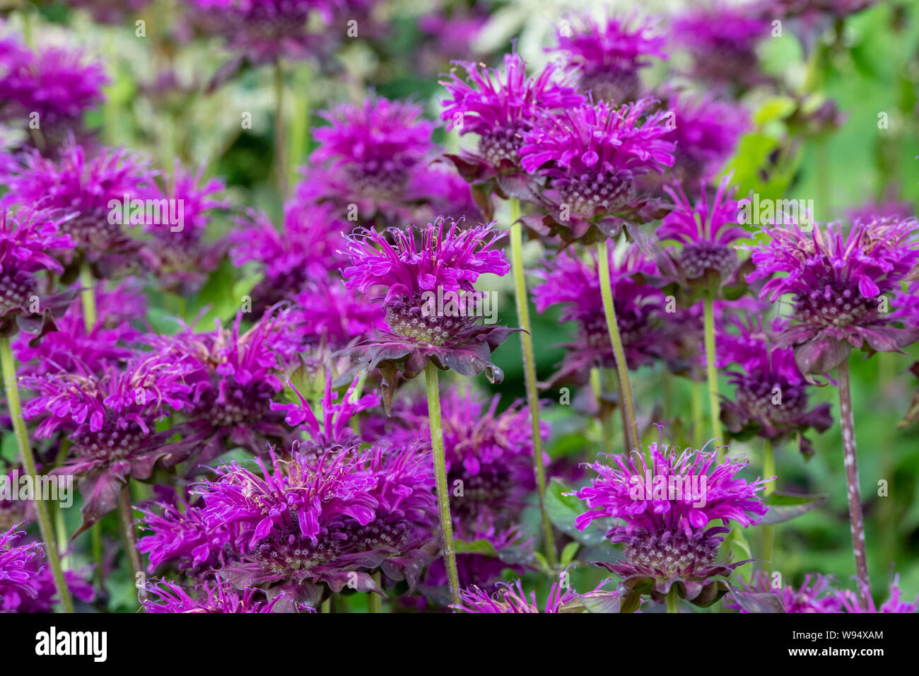 Monarda 'scorpion'. Bergamot flowers in a garden border Stock Photo - Alamy