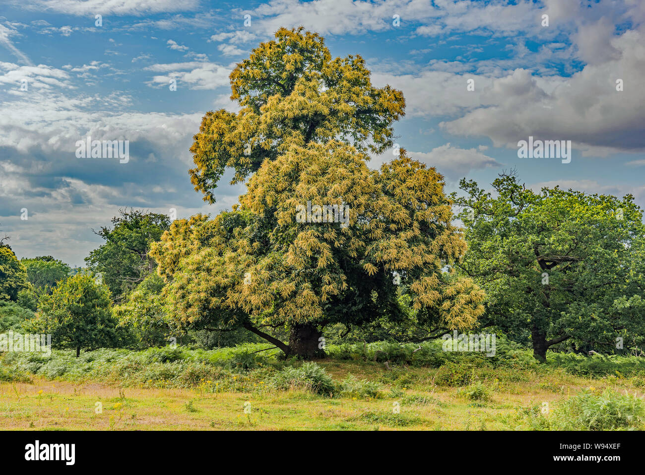 Cobham forest tree in yellow hi-res stock photography and images - Alamy