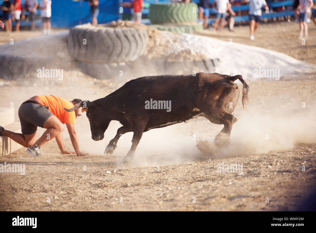 Bull attacking a man inside a bull-running arena Stock Photo - Alamy