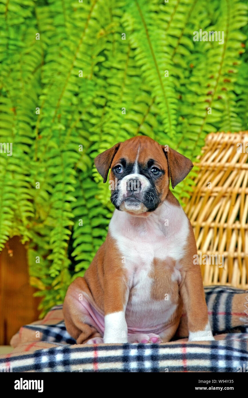 Boxer puppy , fawn colored sitting on blanket, in front of fern plant ...