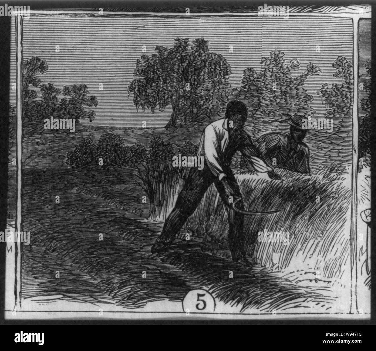 African rice plantation Black and White Stock Photos & Images - Alamy