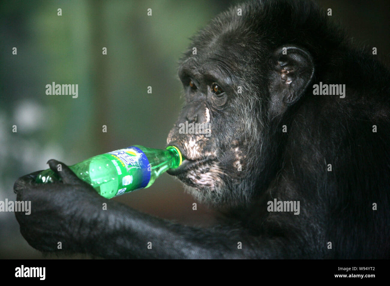 Weather chimp hi-res stock photography and images - Alamy