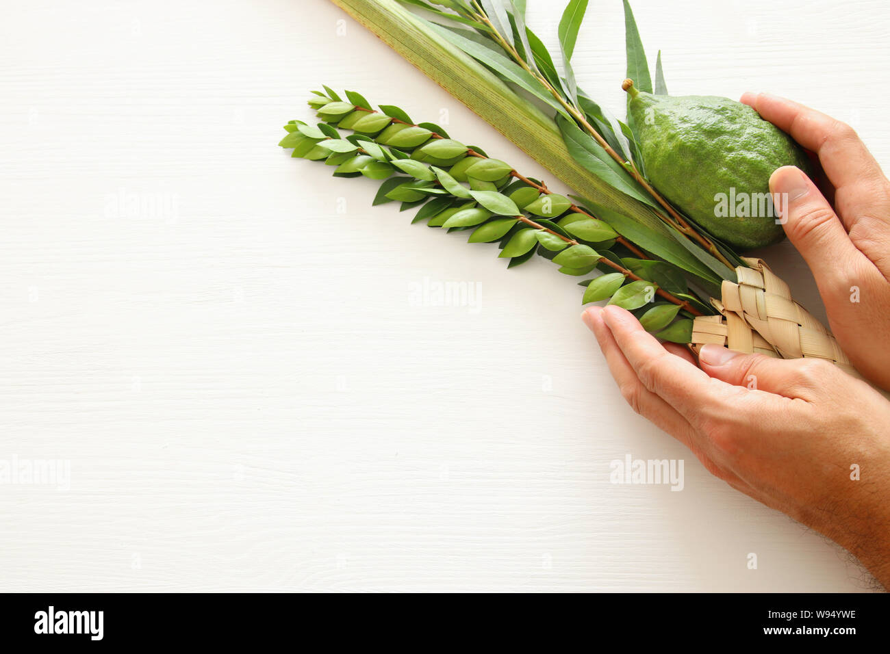 Jewish festival of Sukkot. Traditional symbols (The four species): Etrog, lulav, hadas, arava ...