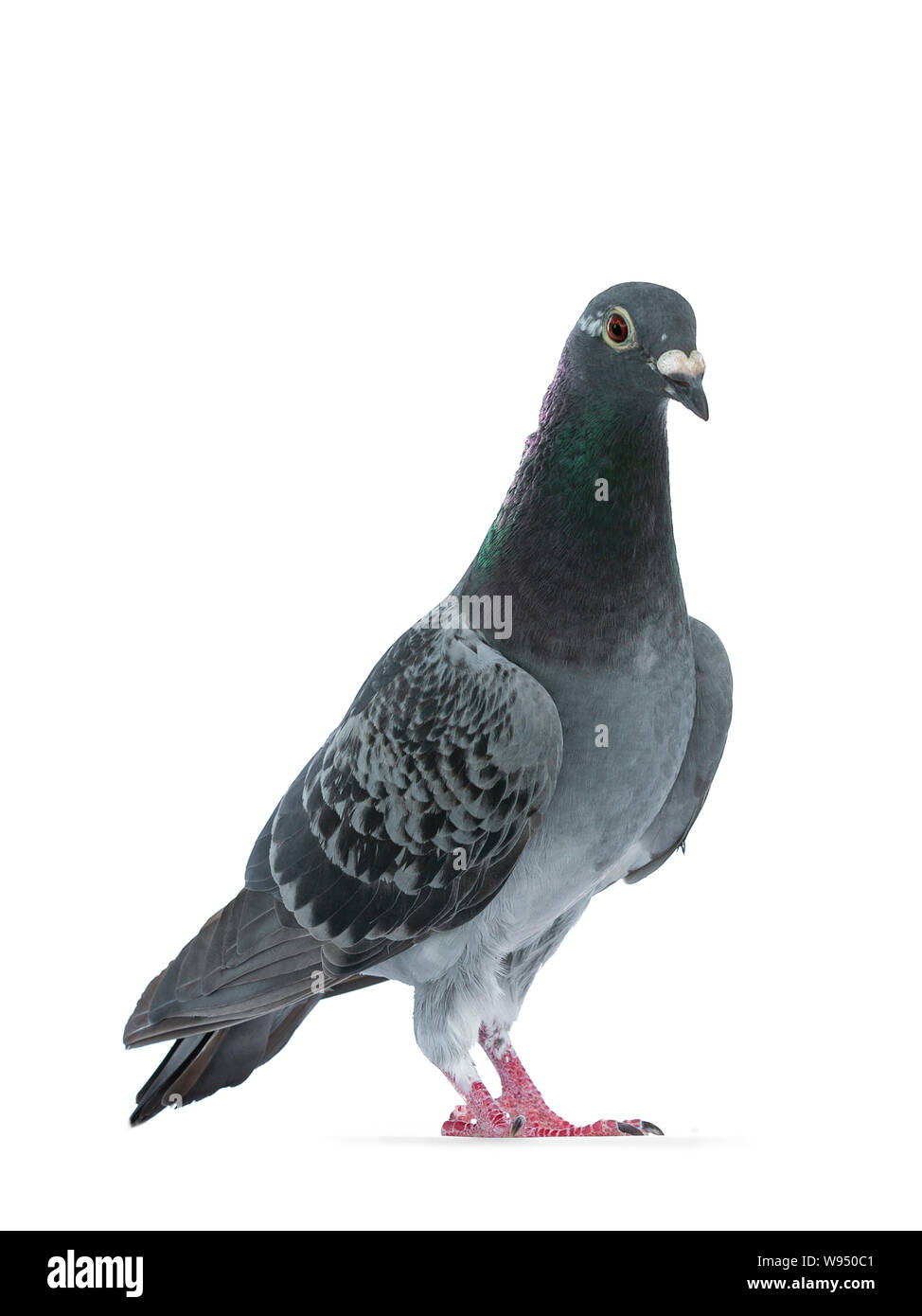 Pigeon with green neck hi-res stock photography and images - Alamy