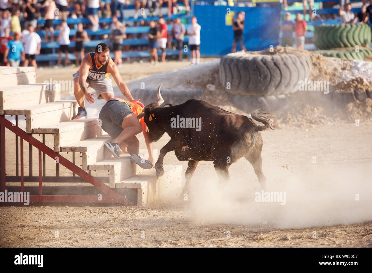 Bull attacking a man inside a bull-running arena Stock Photo - Alamy