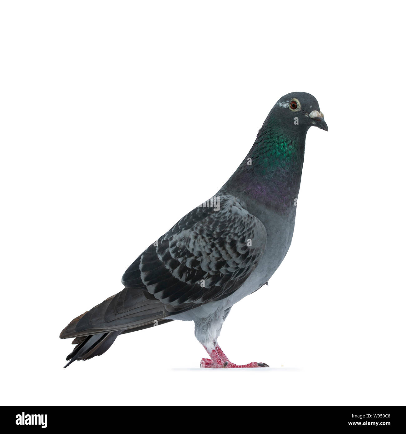 Pigeon looking at camera Cut Out Stock Images & Pictures - Alamy