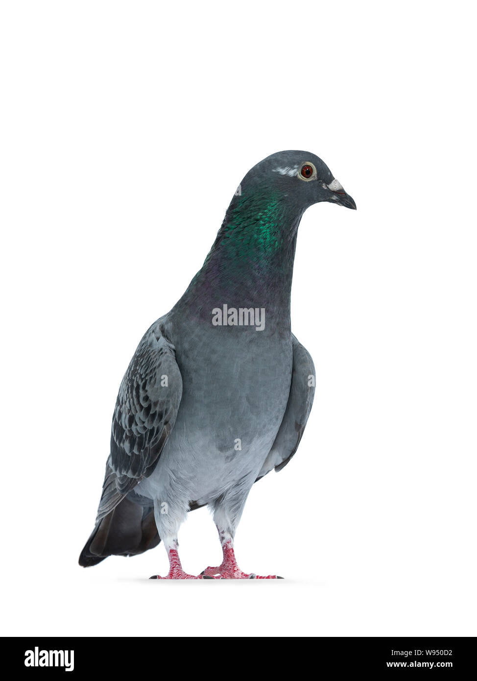 Front facing the street Cut Out Stock Images & Pictures - Alamy