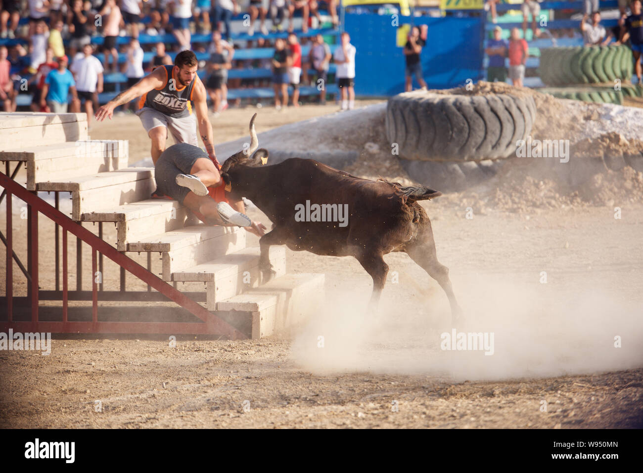 Bull attacking a man inside a bull-running arena Stock Photo - Alamy