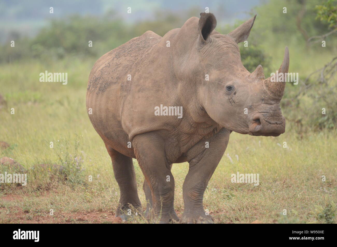 Portrait of cute male bull white Rhino or Rhinoceros in a group in ...