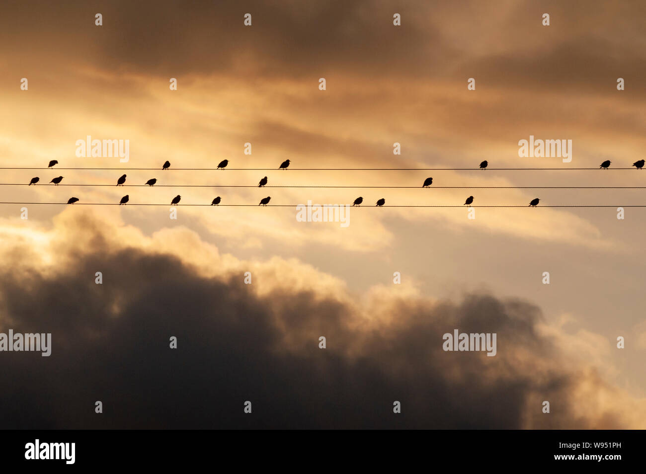 Telegraph wire hi-res stock photography and images - Alamy