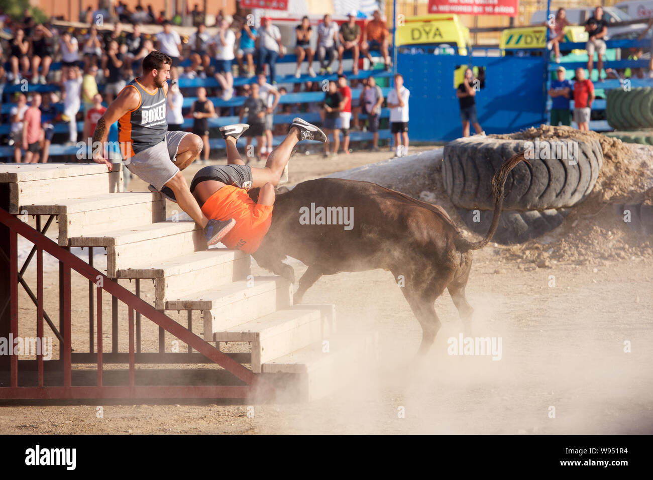 Bull attacking a man inside a bull-running arena Stock Photo - Alamy