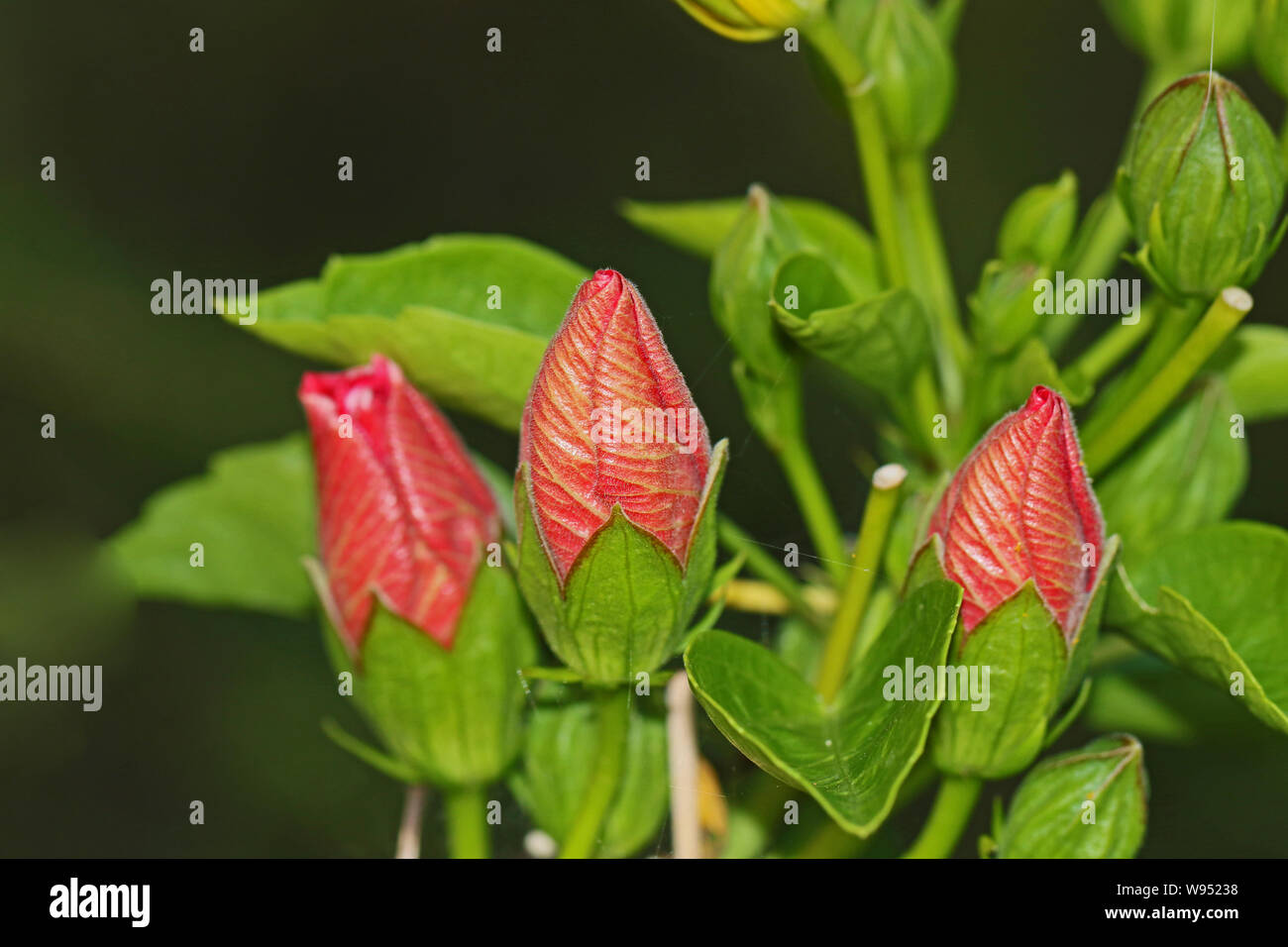 Malva sinensis hi-res stock photography and images - Alamy