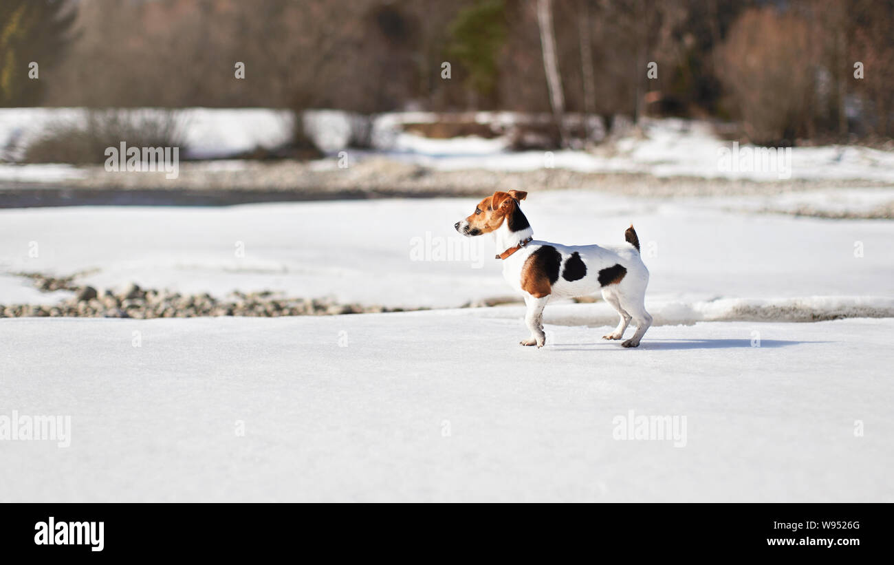 Small Jack Russell terrier walking on melting snow covered river, view ...