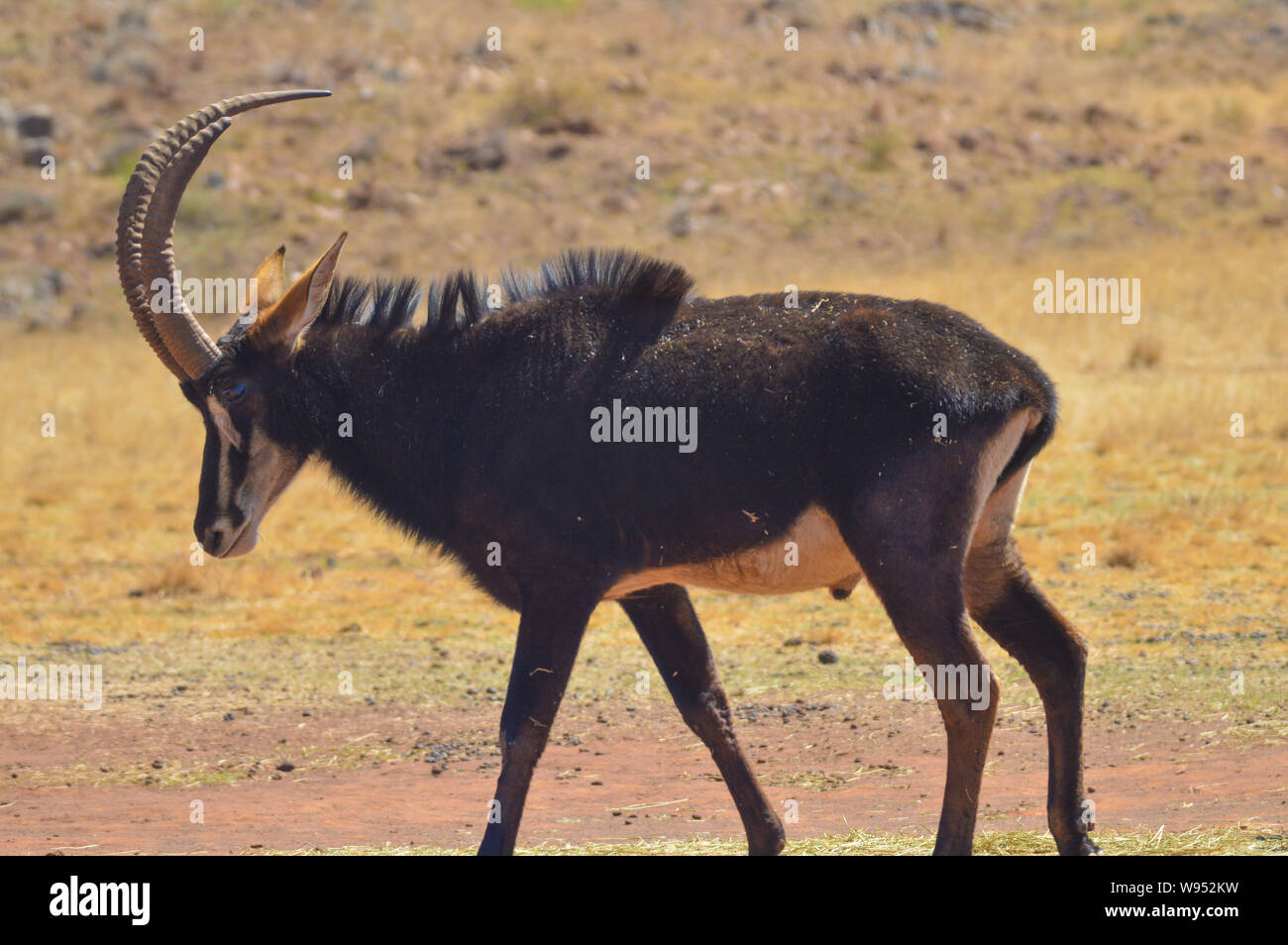 Portrait of a cute Sable Antelope in a game reserve in Africa Stock ...