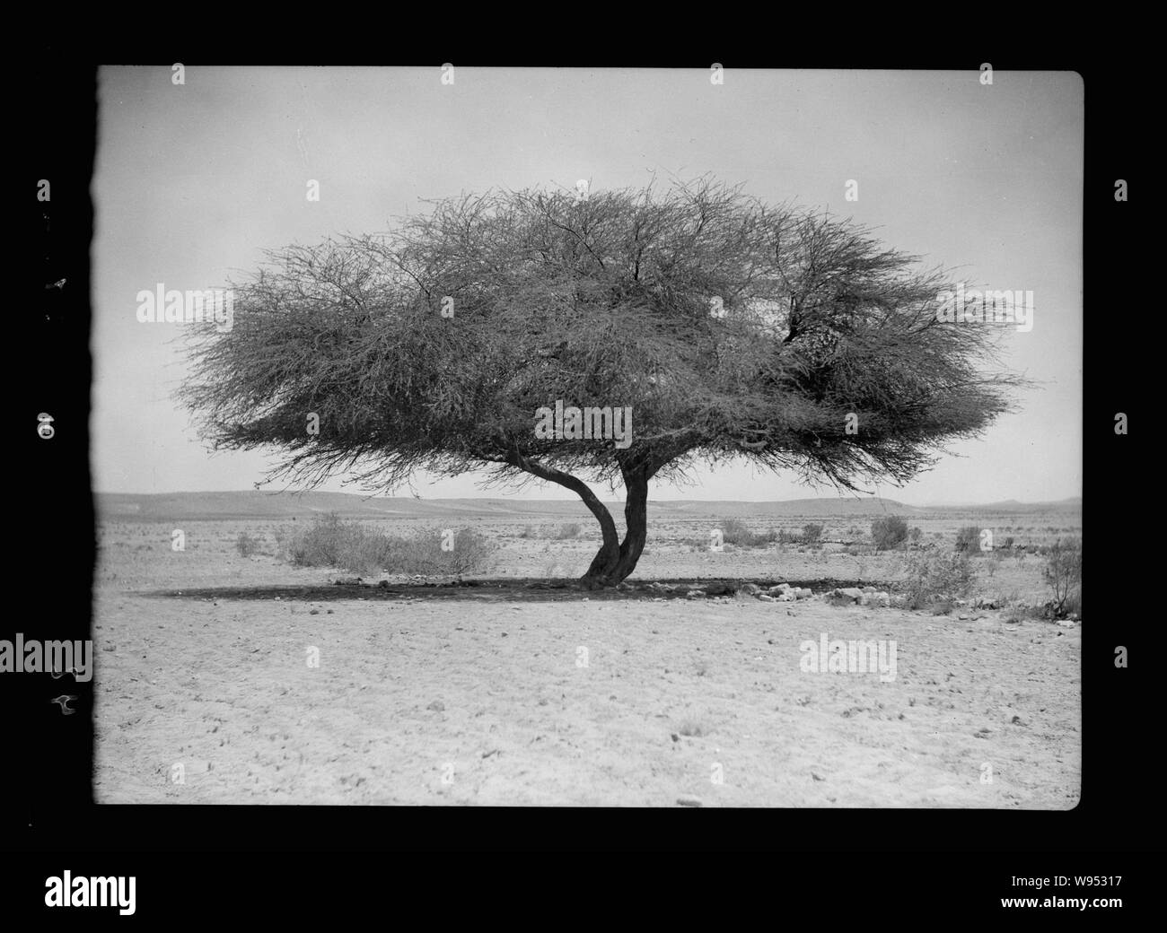 Agriculture, etc. Acacia tree in the desert near Asluj. Acacia Tortilis ...