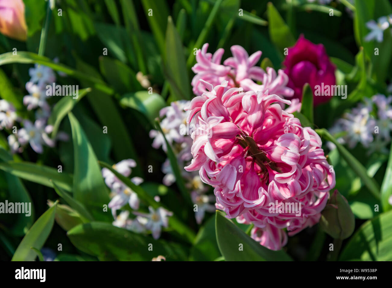 Close up view of pink tone of blooming hyacinths flower garden in ...