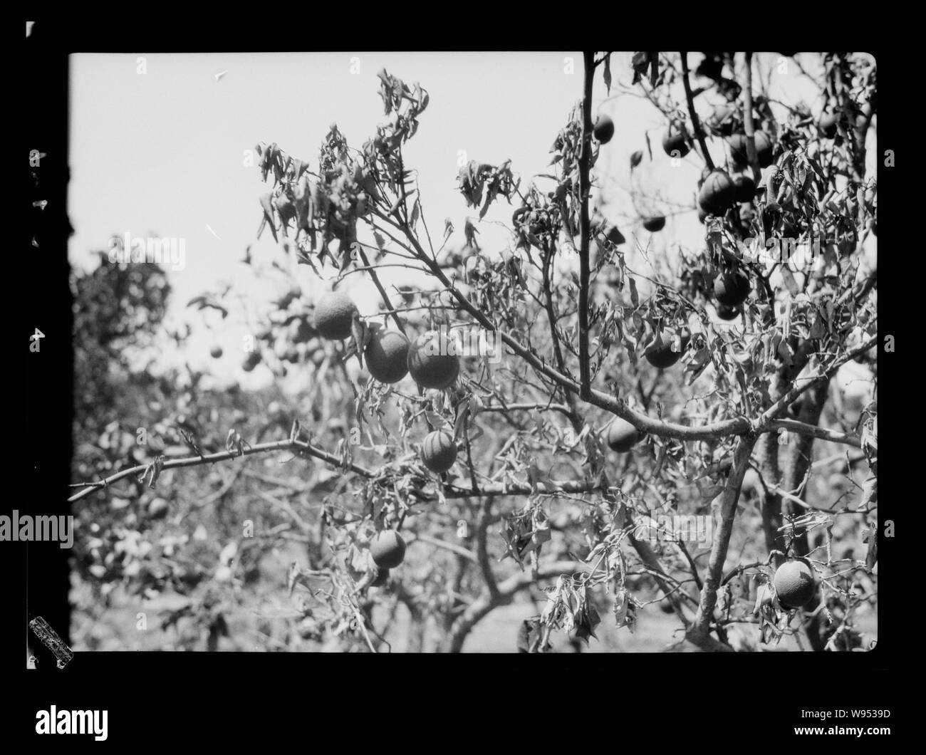 Jaffa citrus tree hi-res stock photography and images - Alamy